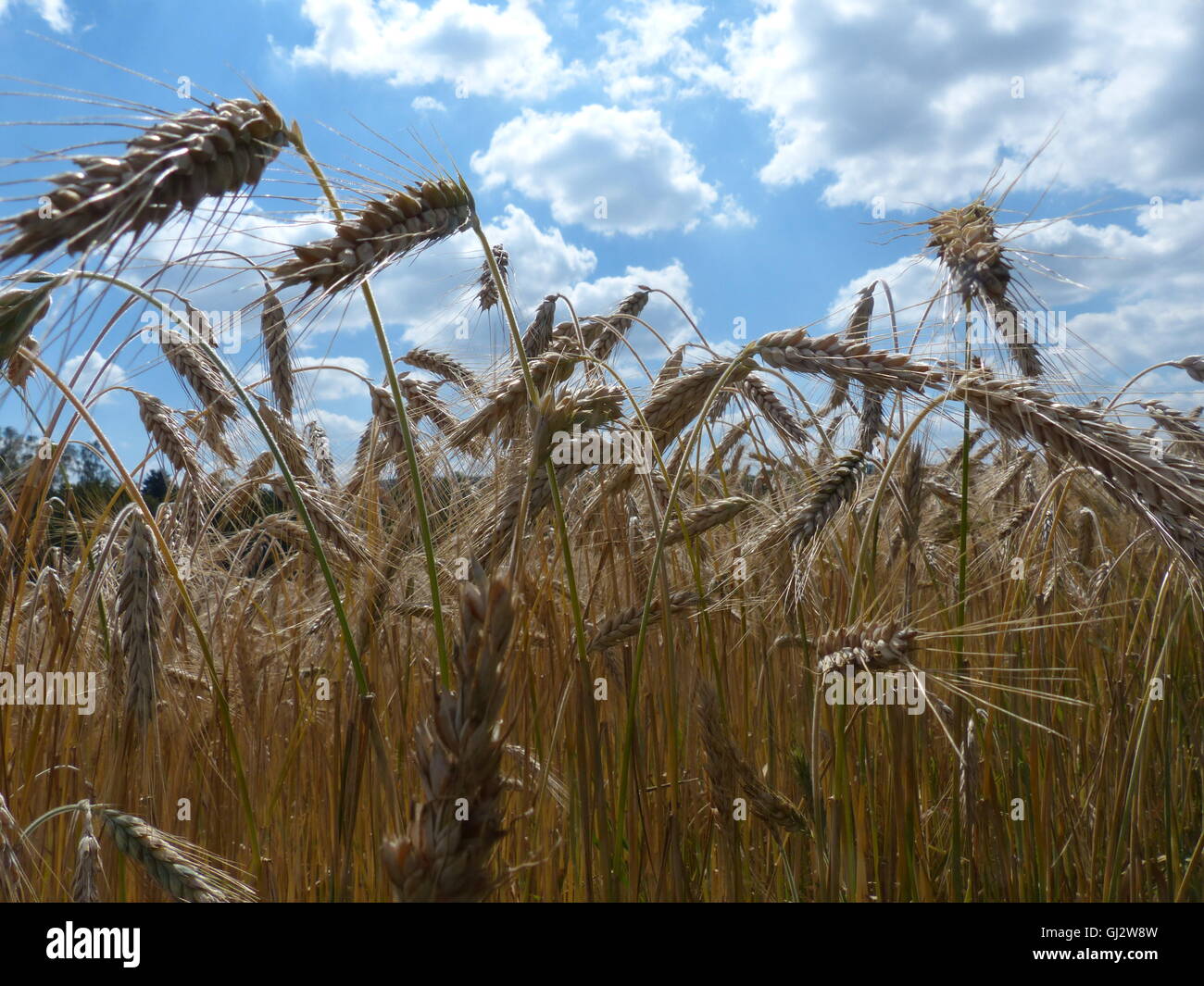 Agriculture, wheat field ready for harvest Stock Photo - Alamy