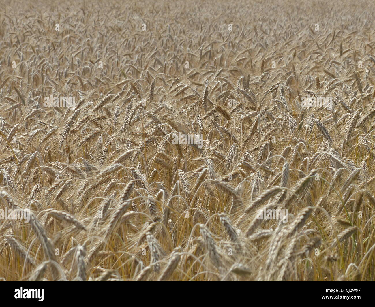 Agriculture, wheat field ready for harvest Stock Photo - Alamy