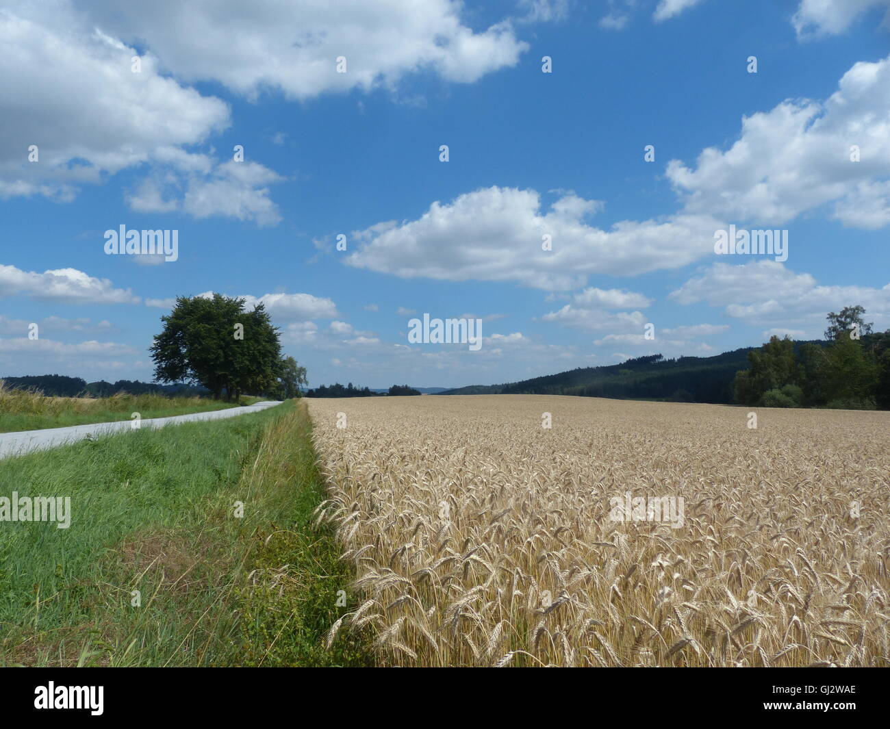 Czech countryside with wheat field Stock Photo - Alamy
