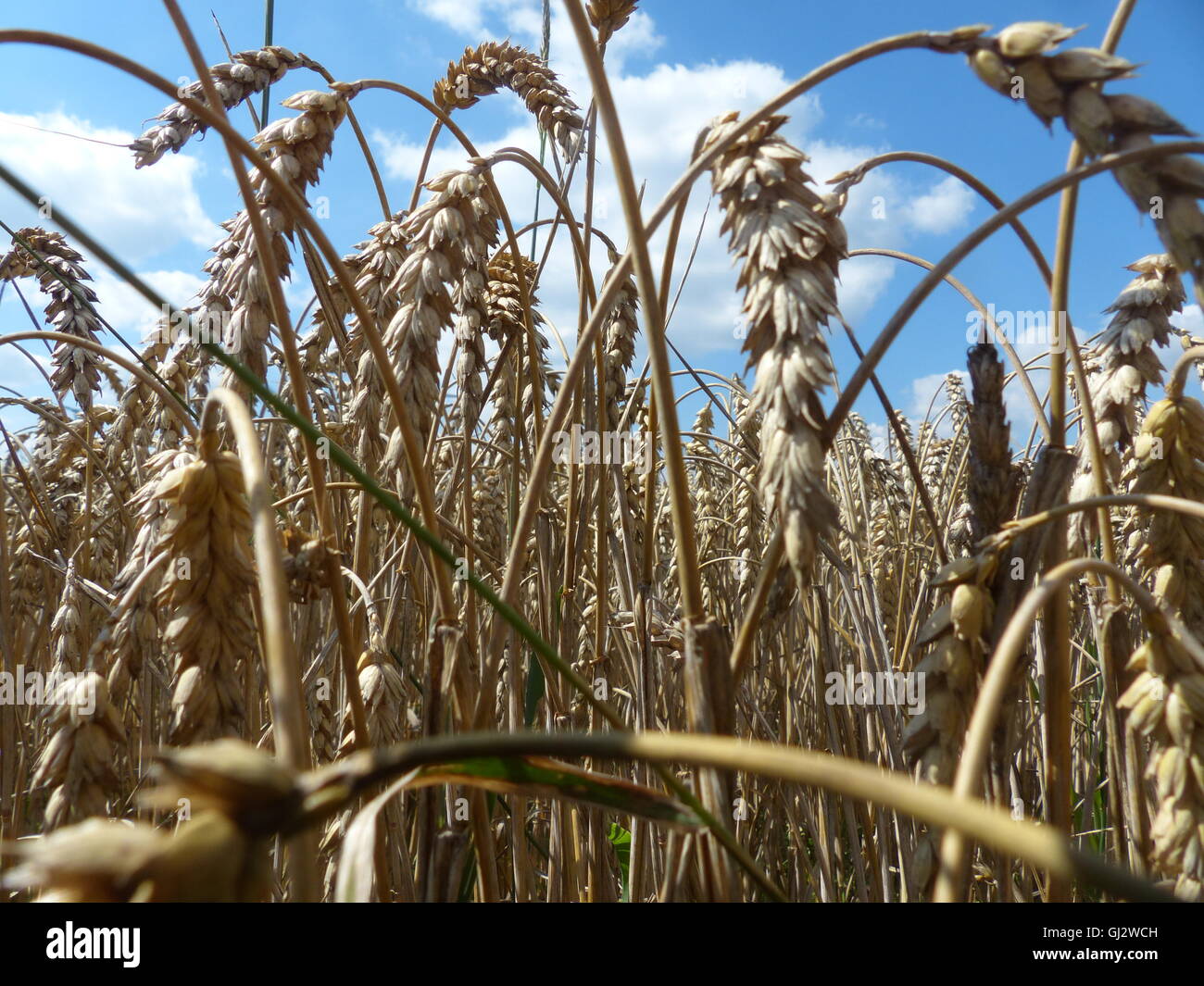 barley field ready for harvest Stock Photo - Alamy