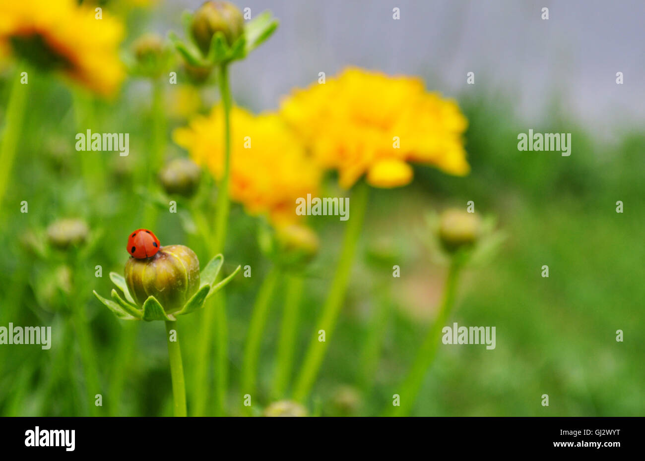 Ladybugs on flower hi-res stock photography and images - Alamy