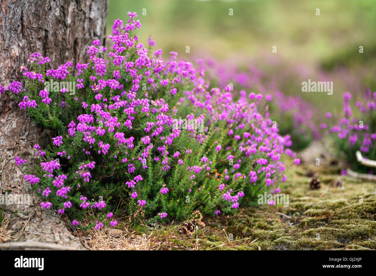 Vibrant image of heather erica in forest with shallow depth of field ...