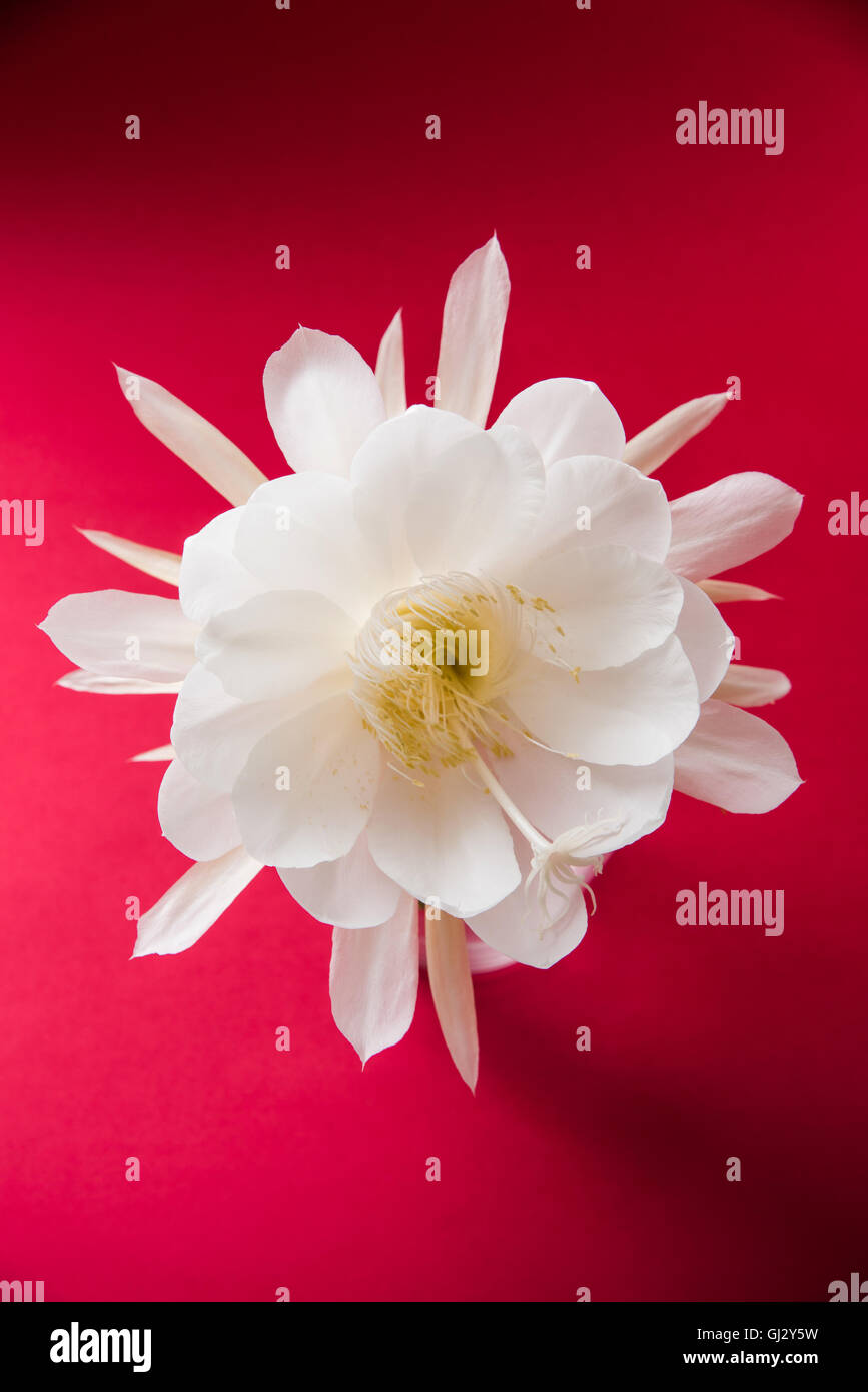 saussurea obvallata / brahma kamal flower or white lotus, It is native ...