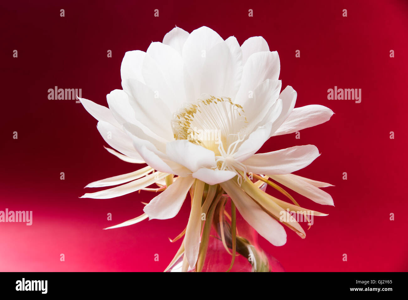 saussurea obvallata / brahma kamal flower or white lotus, It is native ...