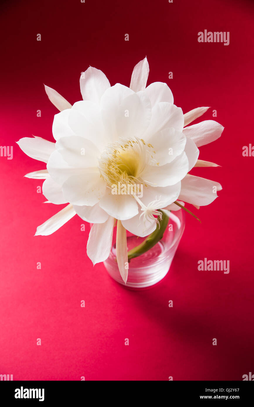 saussurea obvallata / brahma kamal flower or white lotus, It is native ...