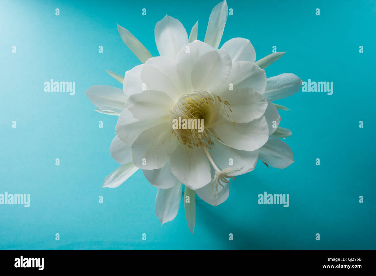 saussurea obvallata / brahma kamal flower or white lotus, It is native ...