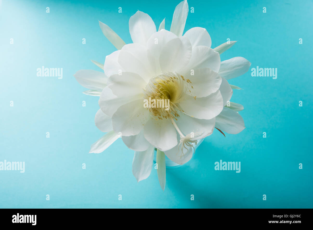 saussurea obvallata / brahma kamal flower or white lotus, It is native ...