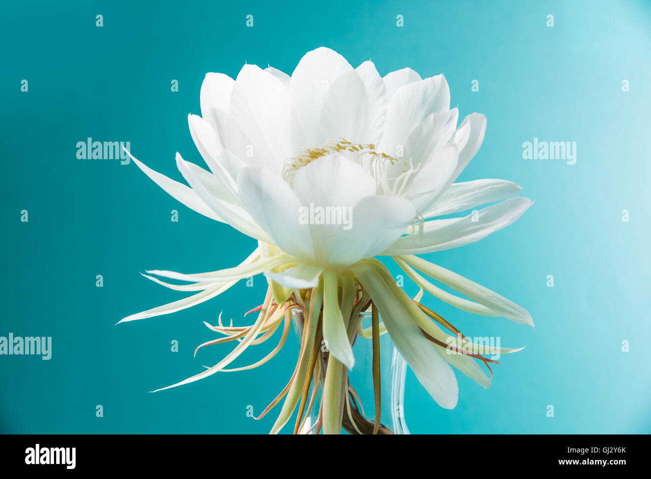 saussurea obvallata / brahma kamal flower or white lotus, It is native ...