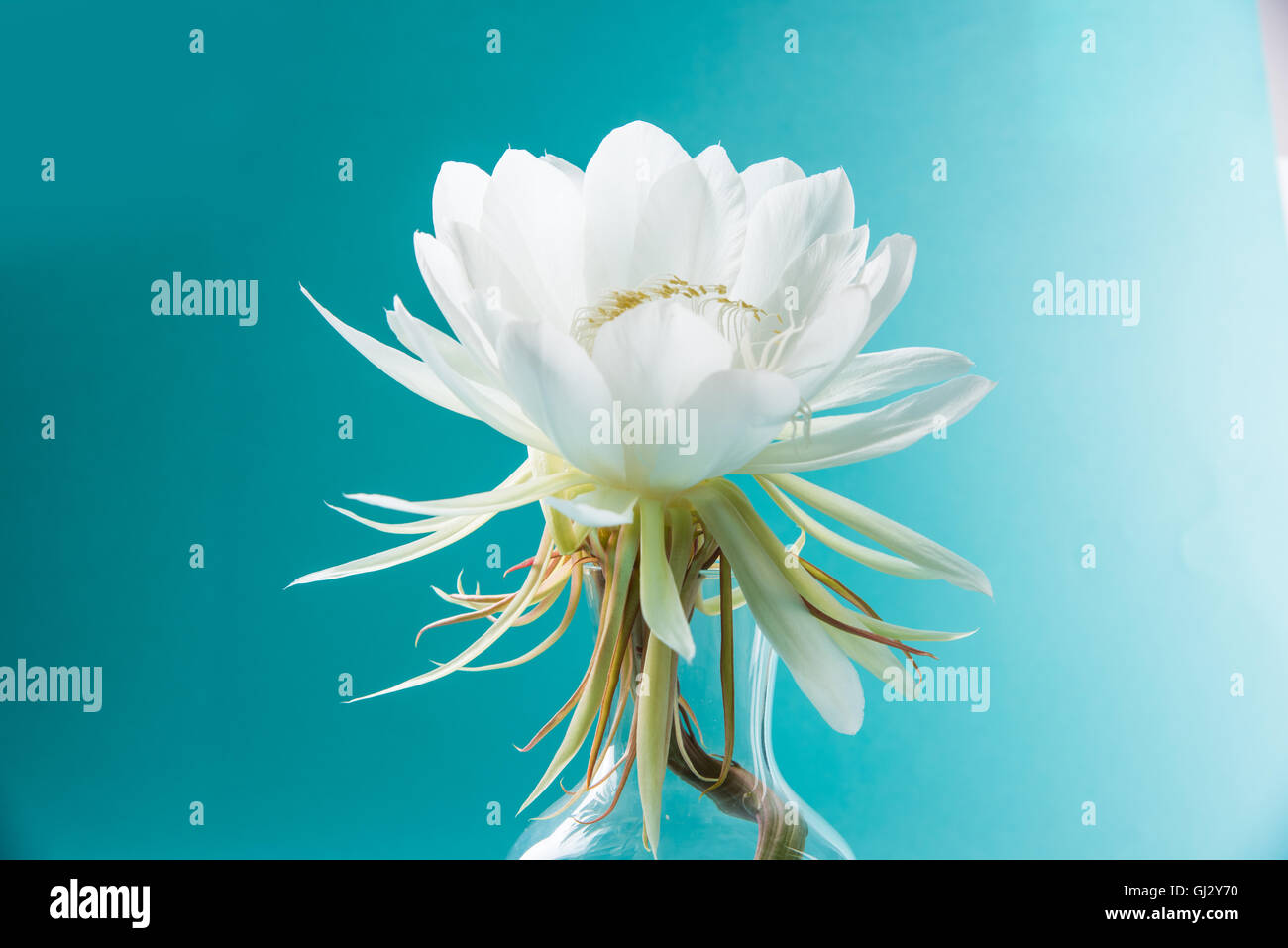 saussurea obvallata / brahma kamal flower or white lotus, It is native ...