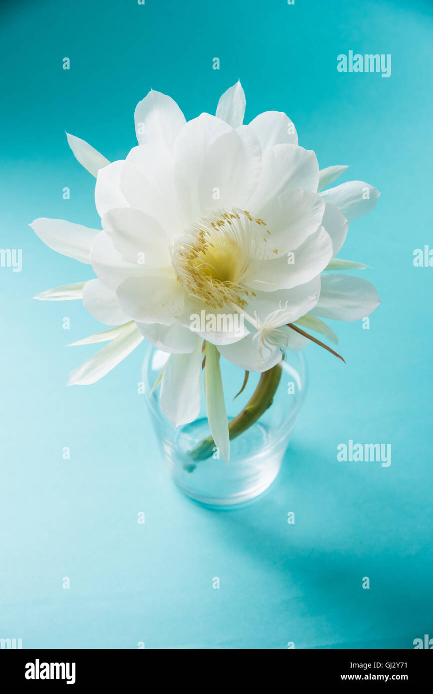 saussurea obvallata / brahma kamal flower or white lotus, It is native ...