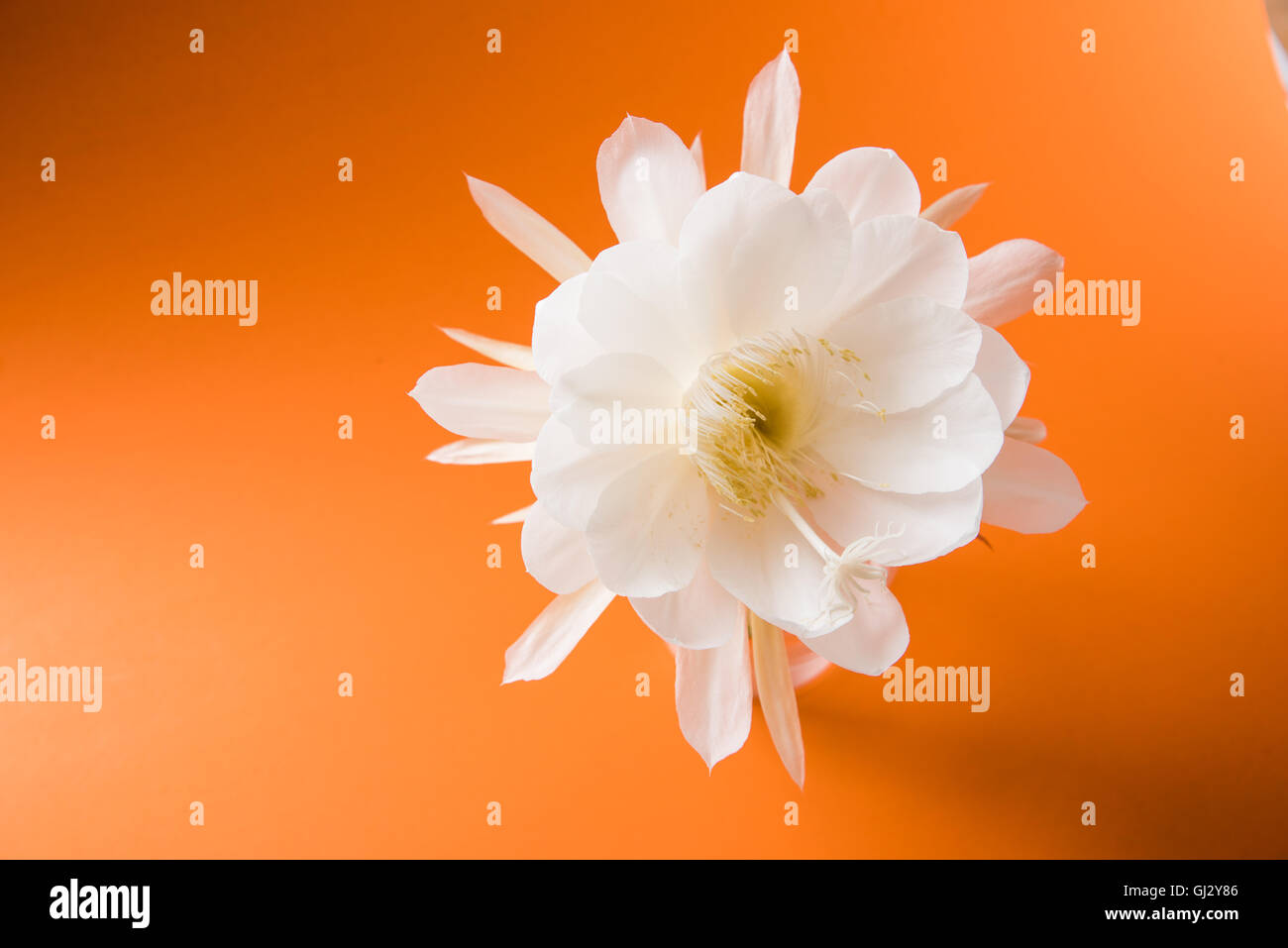 saussurea obvallata / brahma kamal flower or white lotus, It is native ...