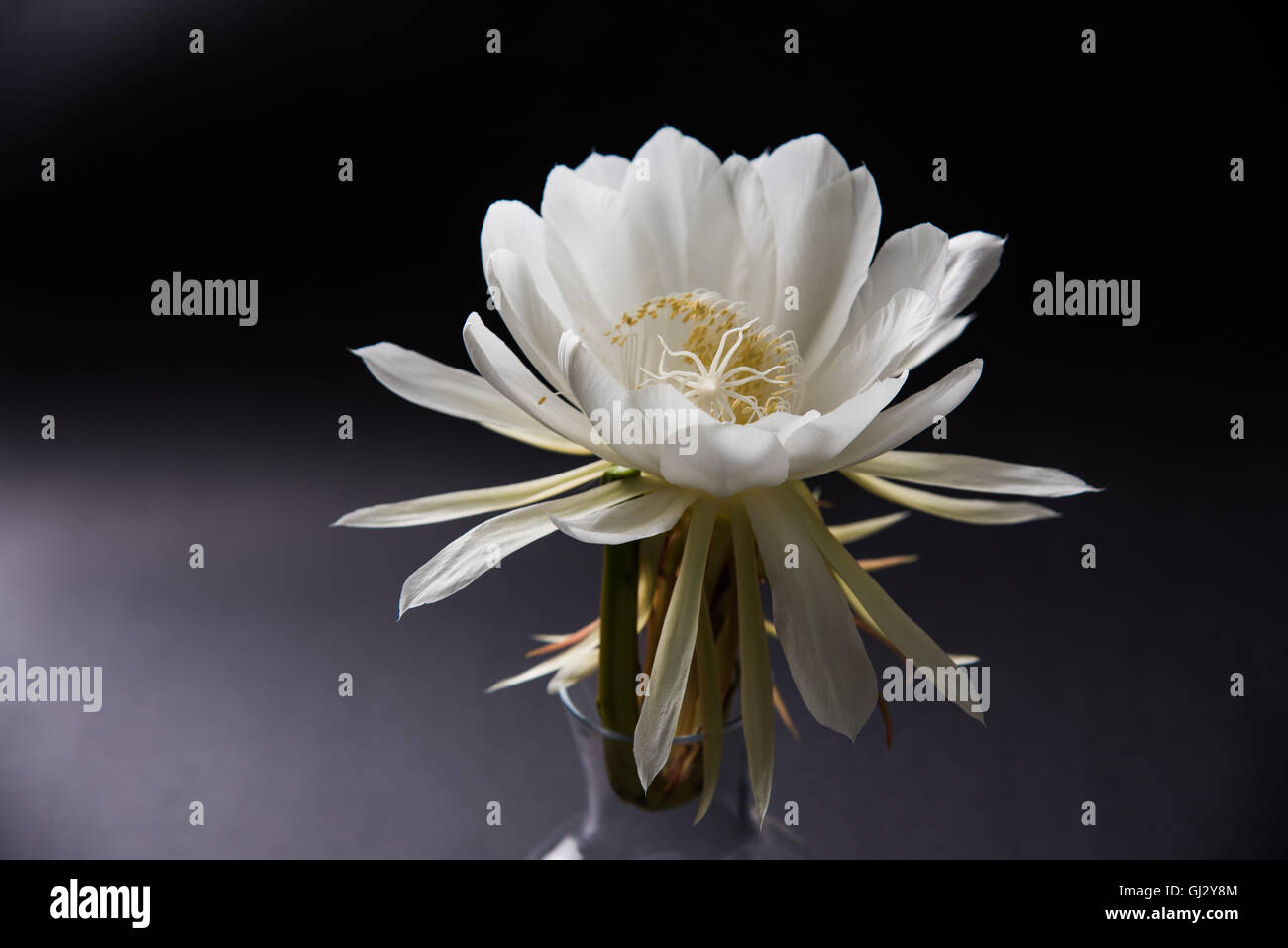 saussurea obvallata / brahma kamal flower or white lotus, It is native ...