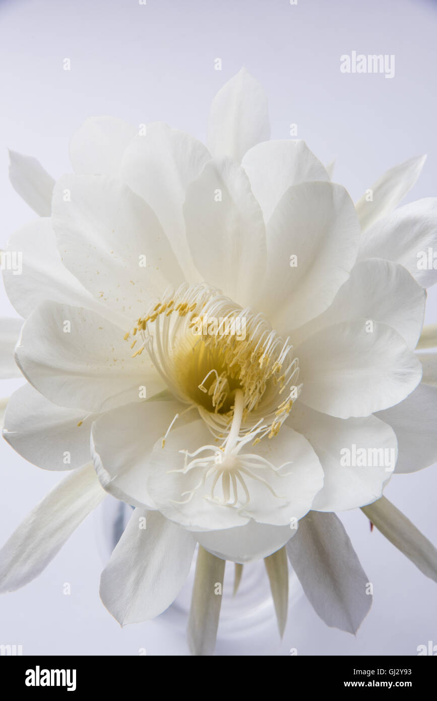saussurea obvallata / brahma kamal flower or white lotus, It is native ...