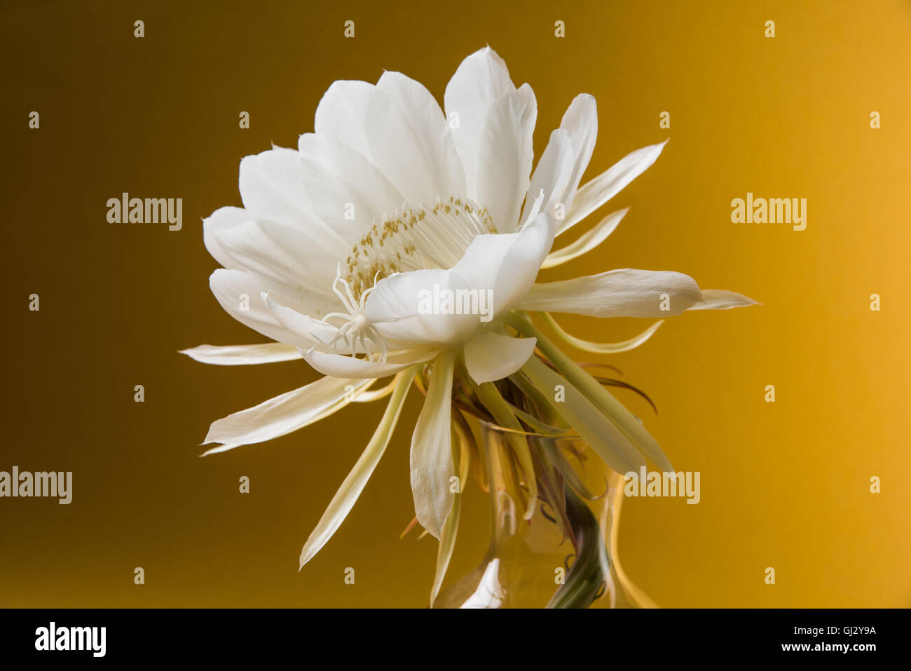 saussurea obvallata / brahma kamal flower or white lotus, It is native ...