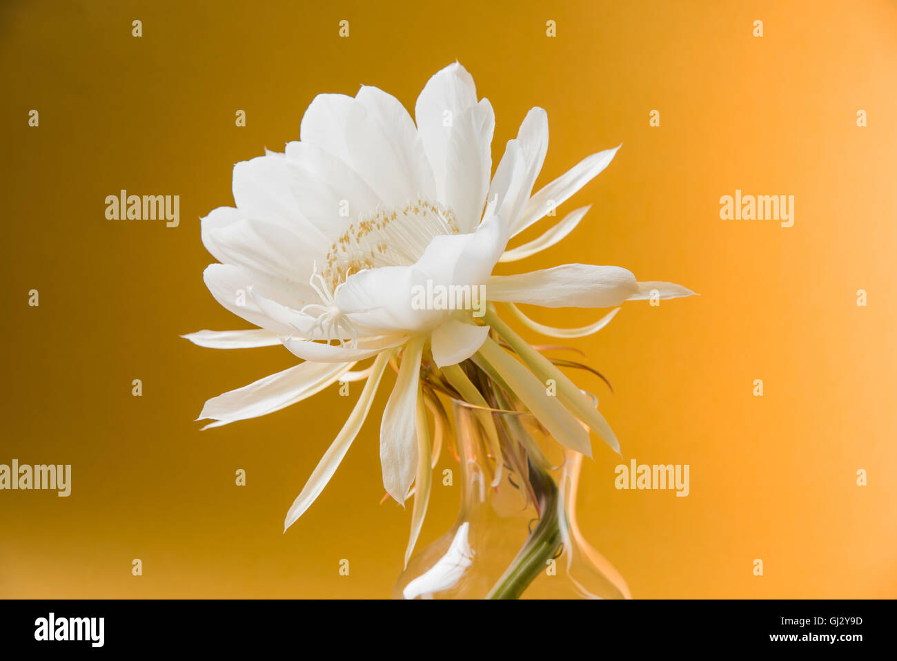 saussurea obvallata / brahma kamal flower or white lotus, It is native ...