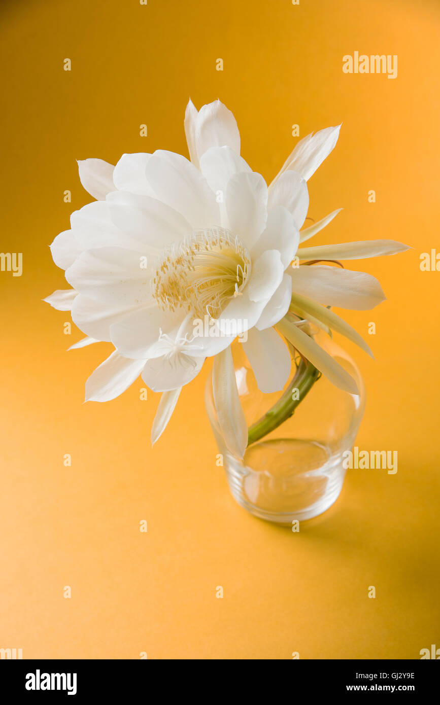 White lotus of himalayas hi-res stock photography and images - Alamy