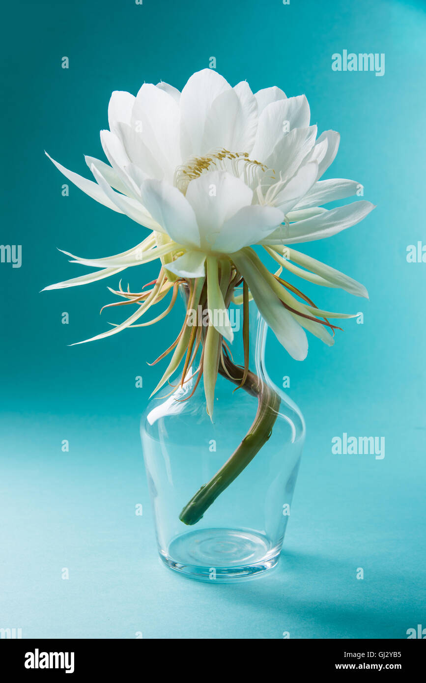 saussurea obvallata / brahma kamal flower or white lotus, It is native ...