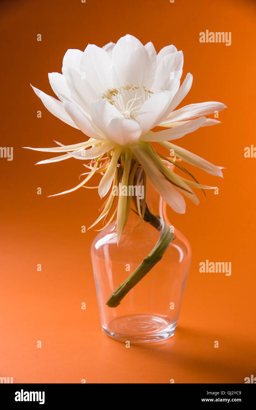 saussurea obvallata / brahma kamal flower or white lotus, It is native ...