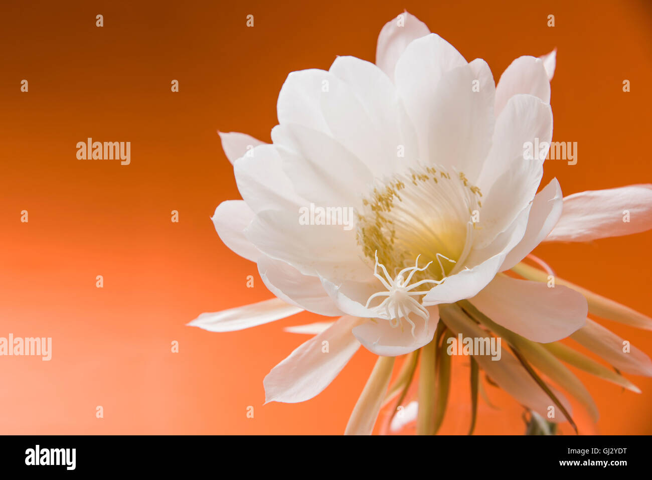 saussurea obvallata / brahma kamal flower or white lotus, It is native ...