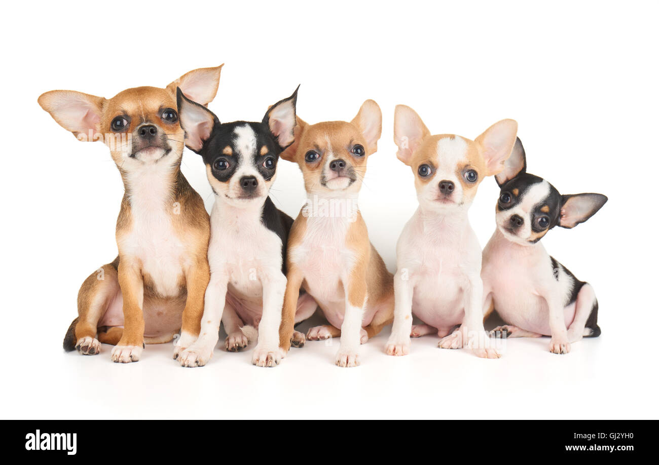 Five cute puppies of Chihuahua isolated on white Stock Photo - Alamy