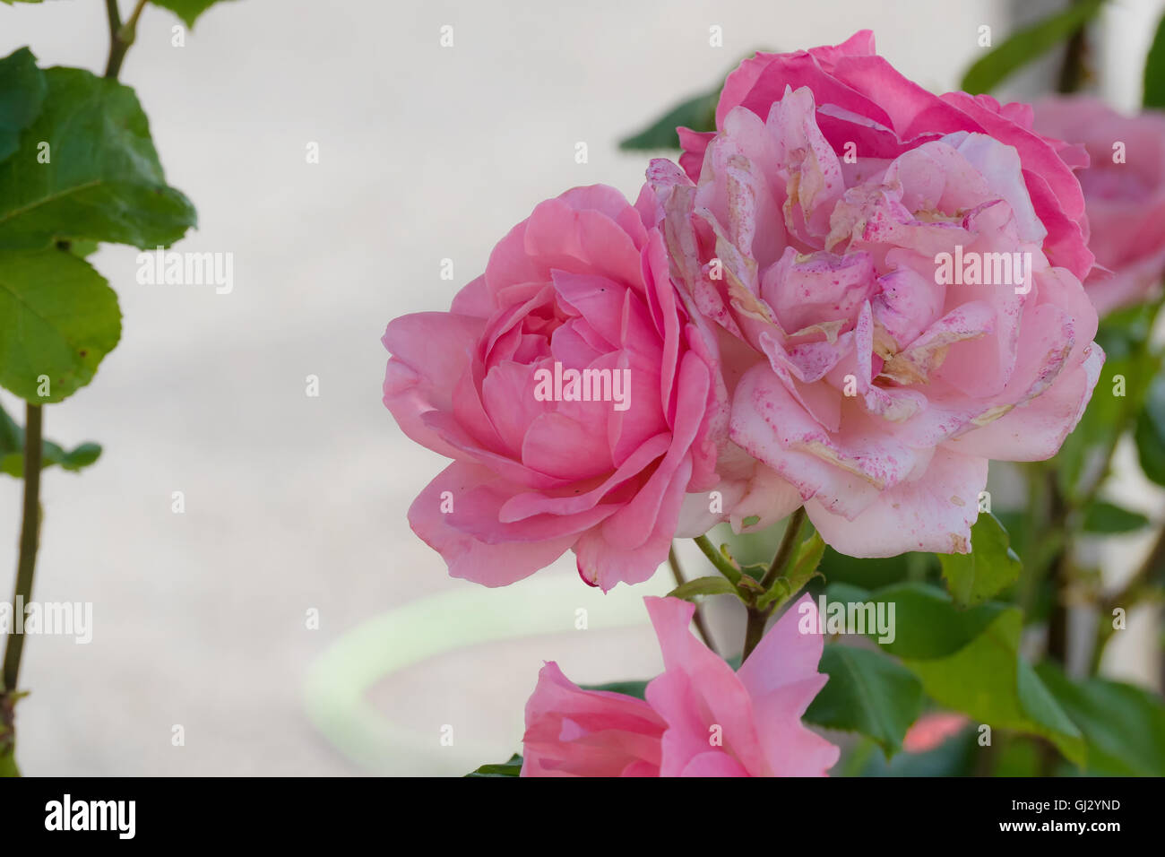 beautiful old roses in garden Stock Photo - Alamy