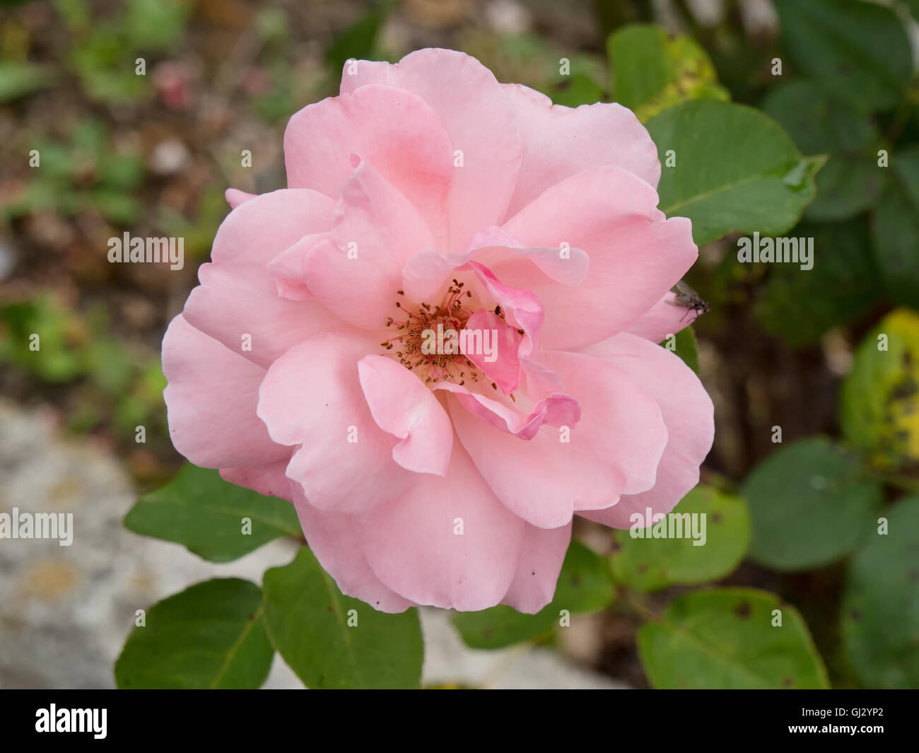beautiful old roses in garden Stock Photo - Alamy