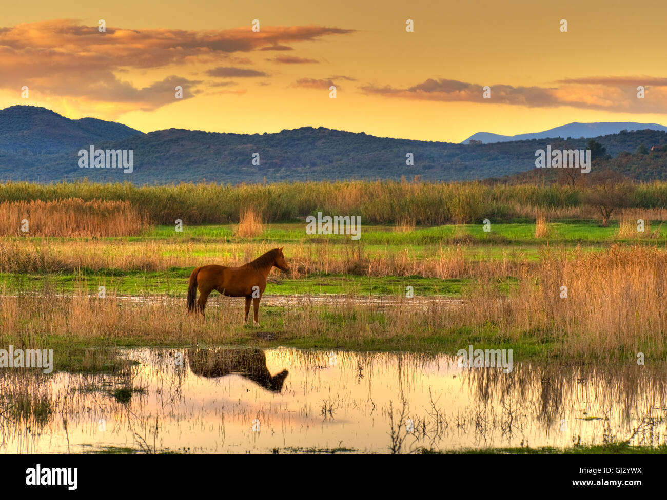 Horse in landscape Stock Photo - Alamy