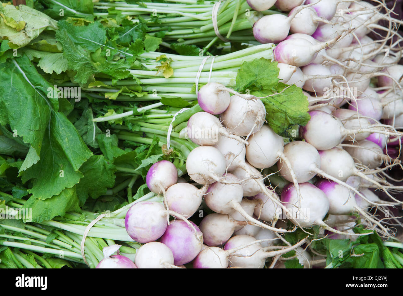 Pile of radishes with stalks Stock Photo - Alamy