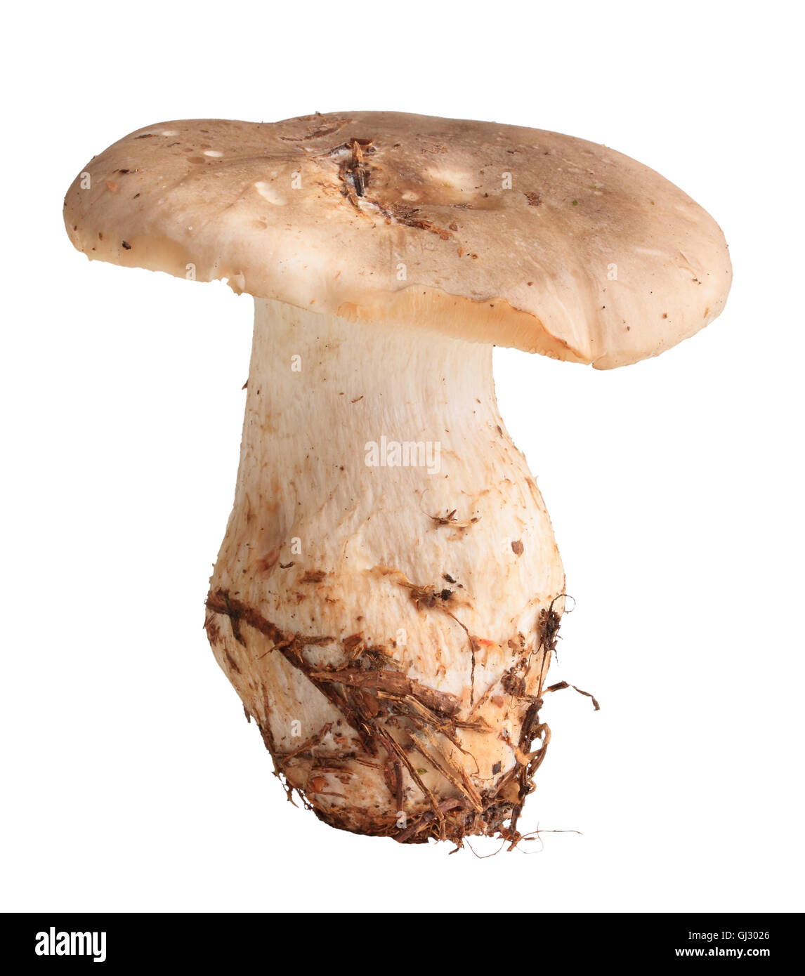 Single fresh mushroom Stock Photo - Alamy