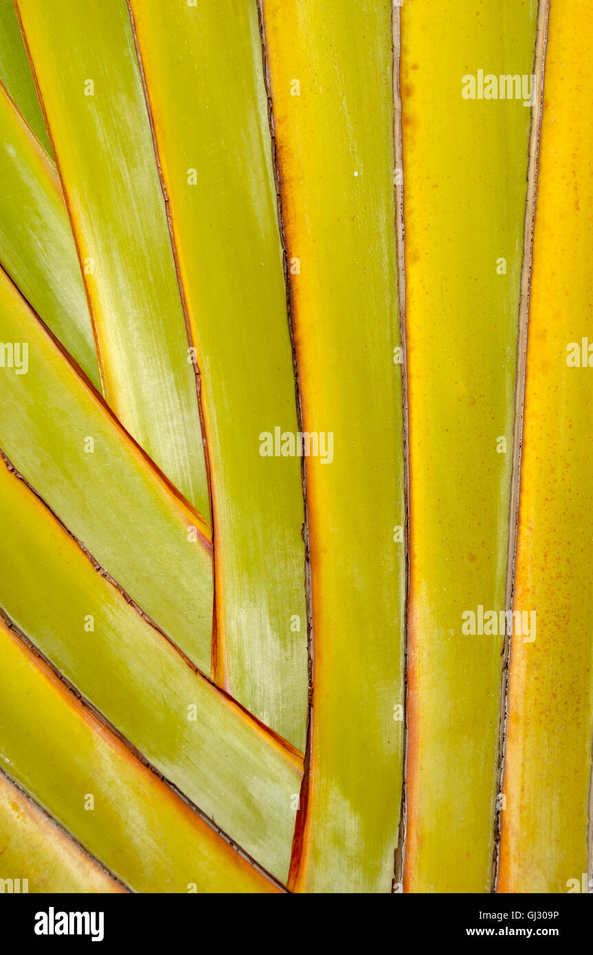 Palm leaf details hi-res stock photography and images - Alamy