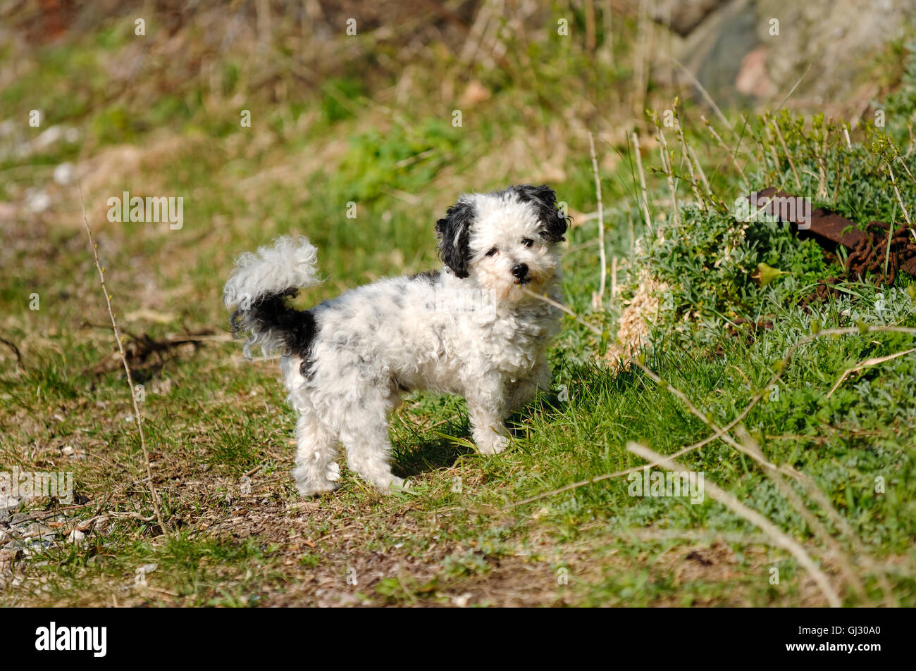 Small dog in nature Stock Photo - Alamy