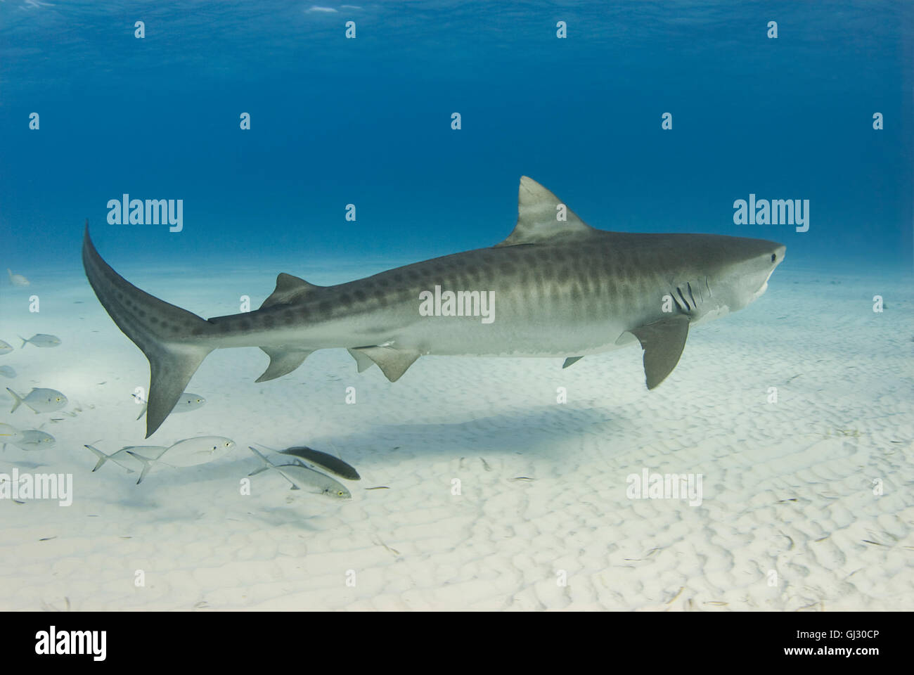 Graceful Tiger Shark Stock Photo - Alamy