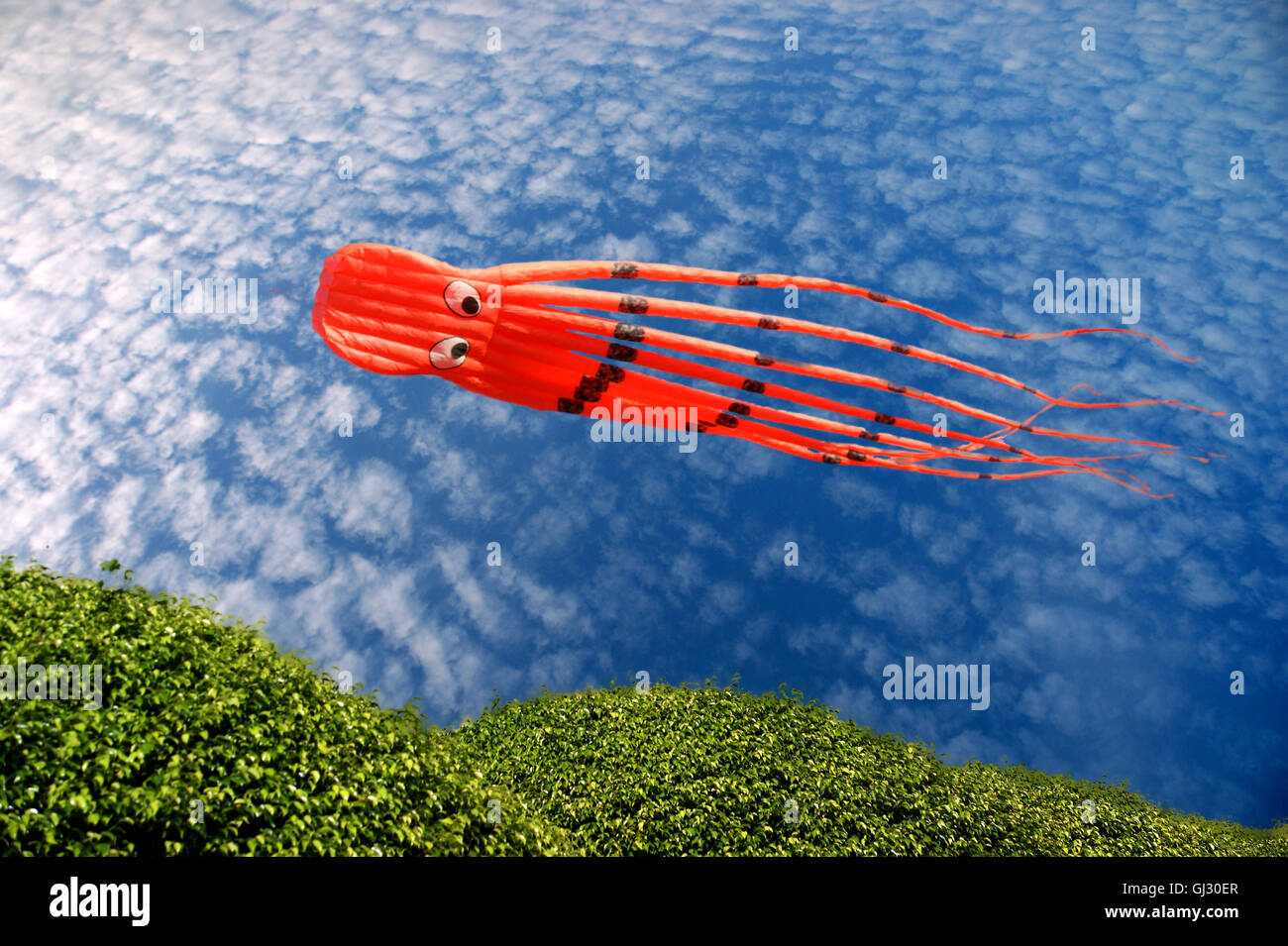 Flying octopus hi-res stock photography and images - Alamy