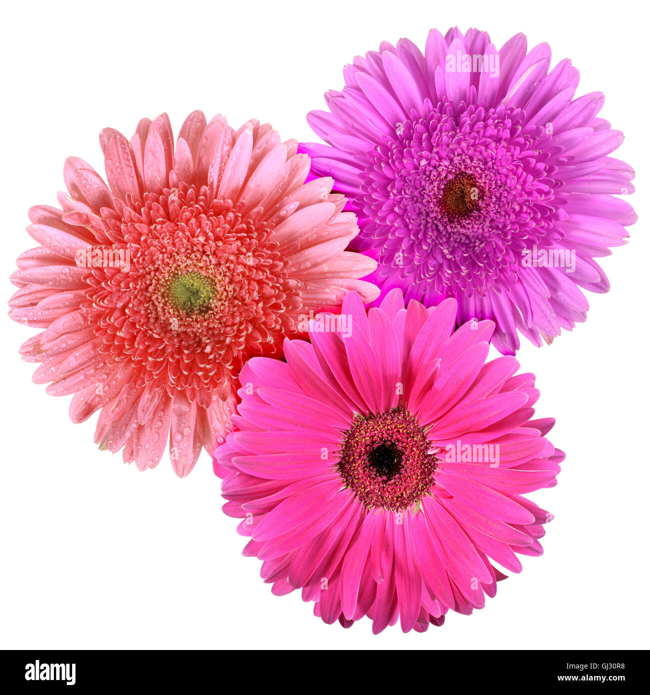 Set of three flowers isolated on white background Stock Photo - Alamy