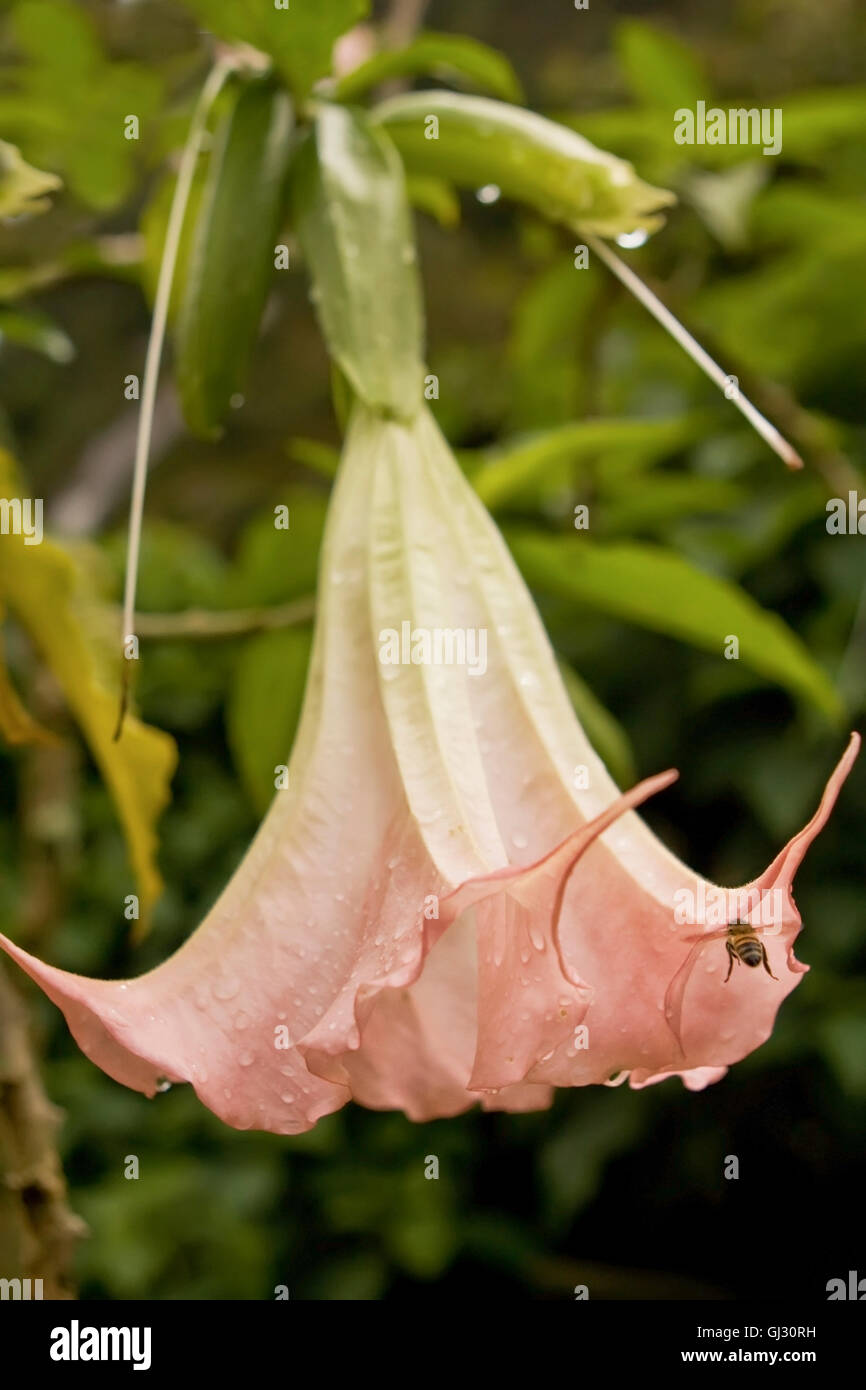 Angel trumpet hi-res stock photography and images - Alamy