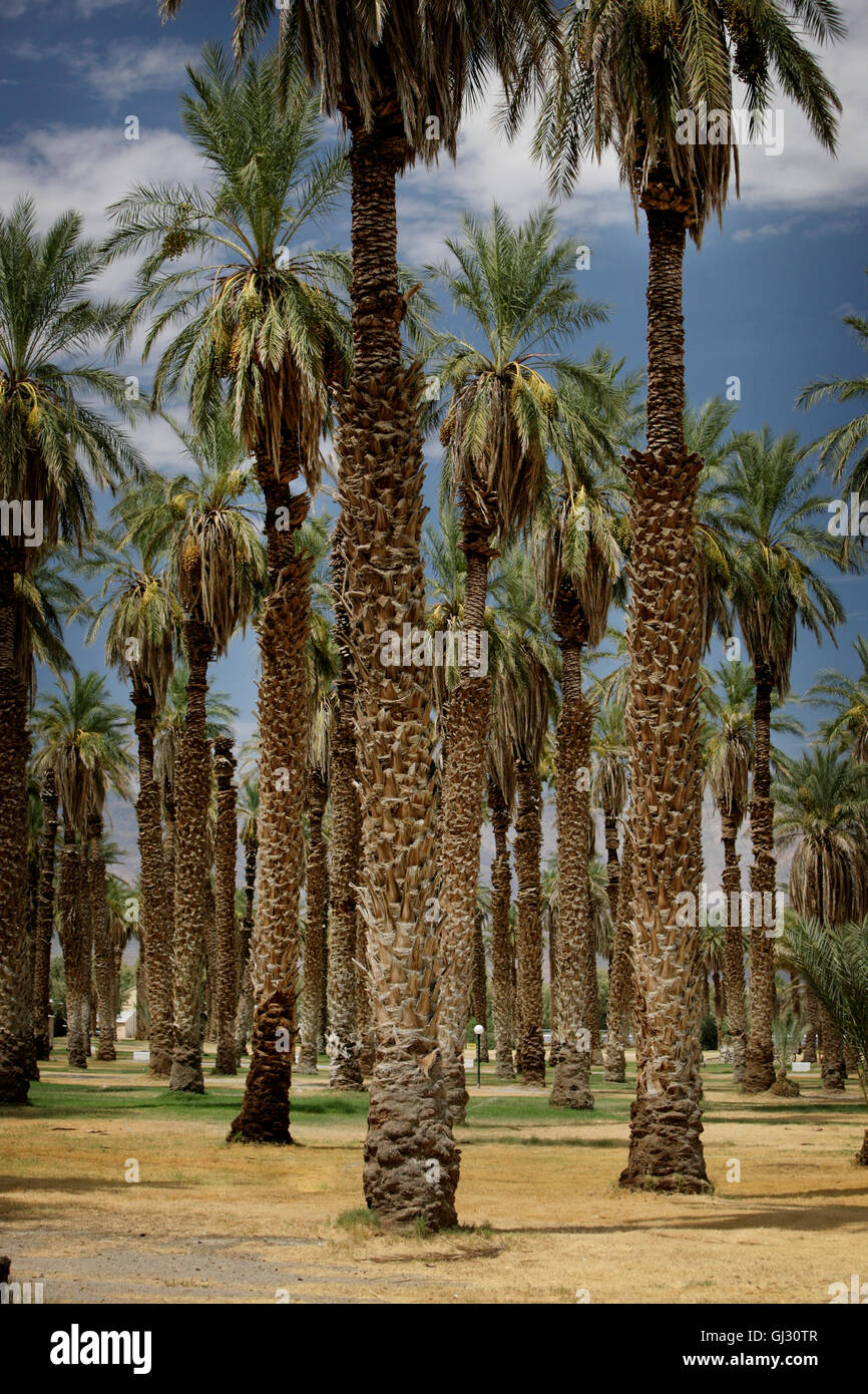 Palm nature hi-res stock photography and images - Alamy
