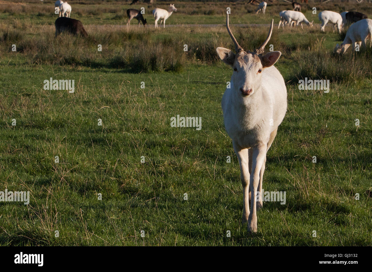 White elk hi-res stock photography and images - Alamy