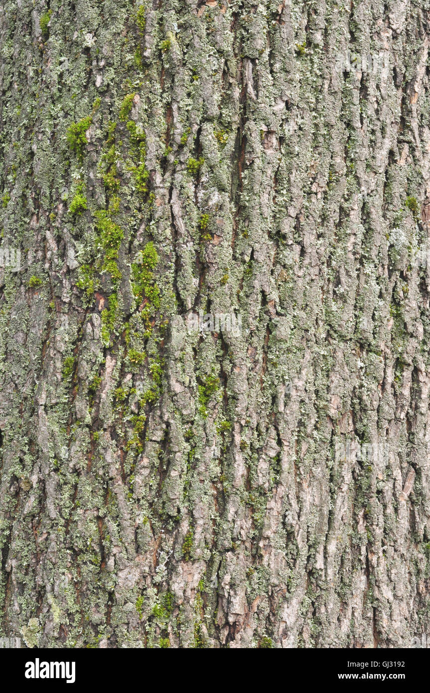 Ancient alder tree hi-res stock photography and images - Alamy