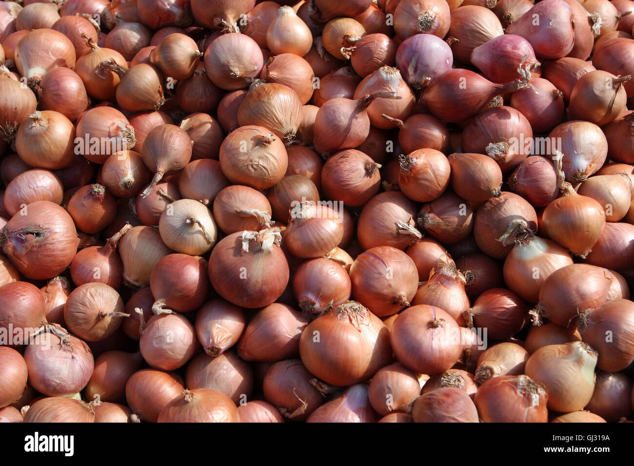 Onions in bulk Stock Photo - Alamy