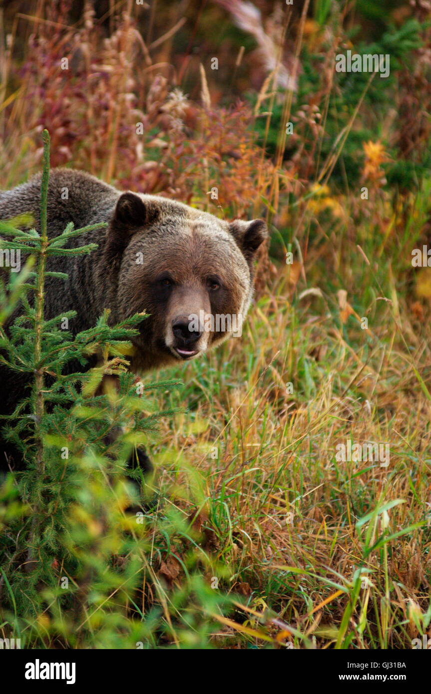 Male Grizzly Bear Stock Photo - Alamy
