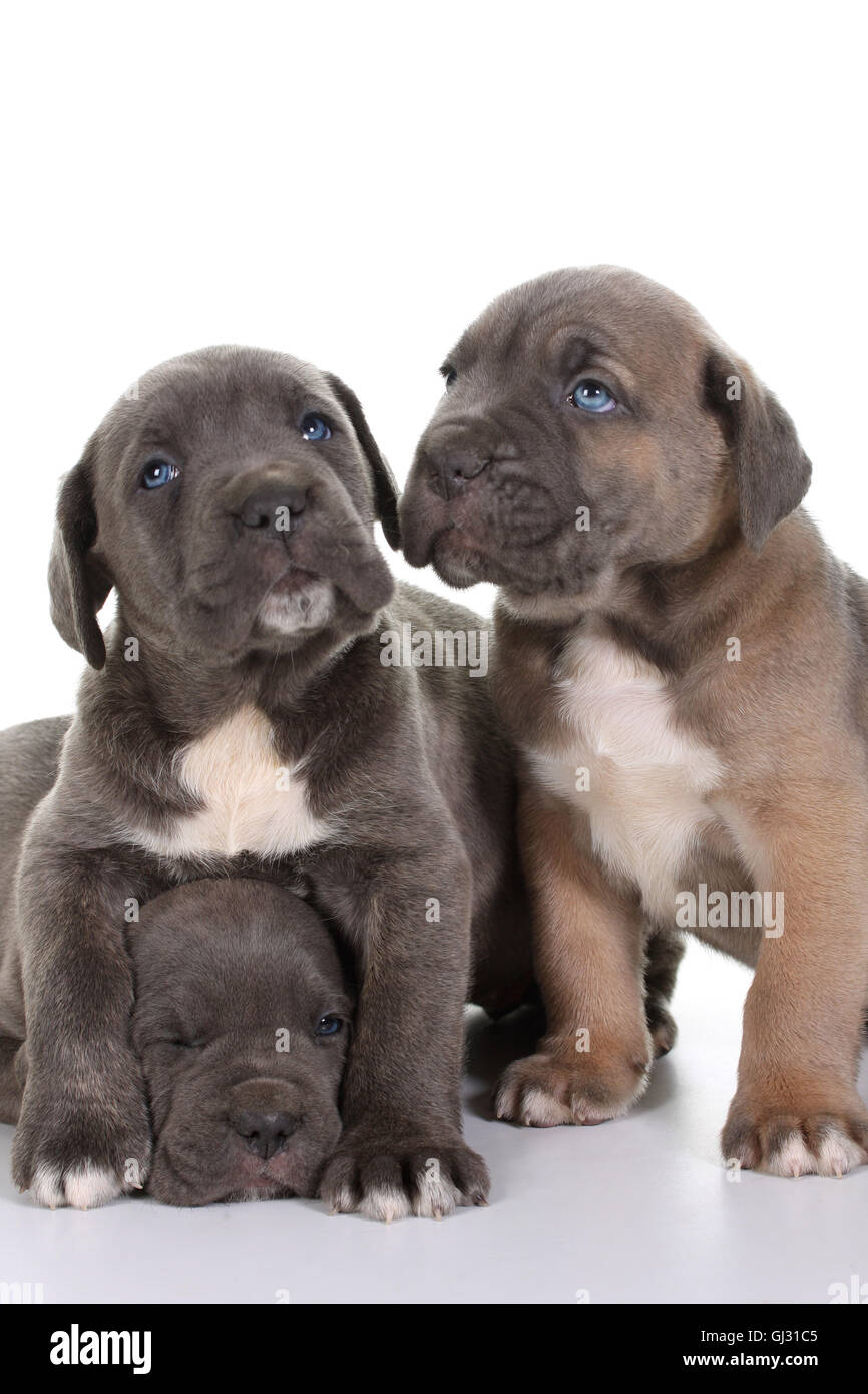 puppy italian mastiff cane corso Stock Photo - Alamy