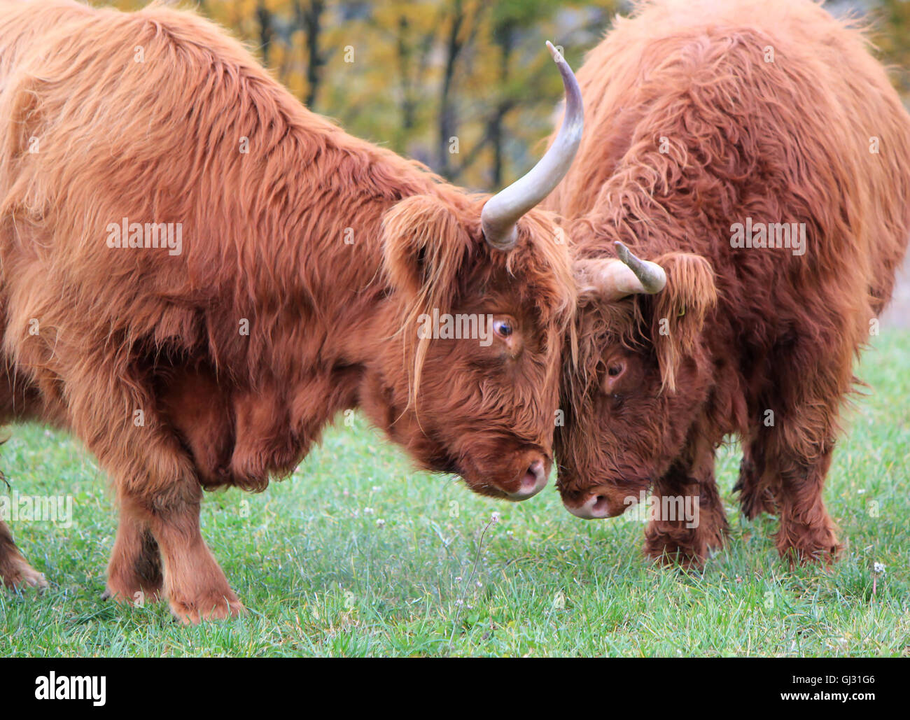 Highland cows fighting Stock Photo - Alamy
