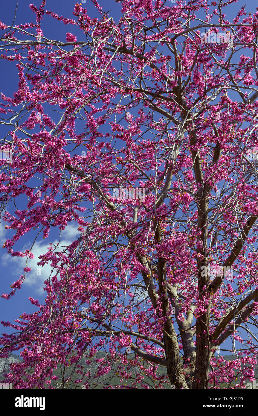 Violet flower tree (cercis siliquastrum Stock Photo - Alamy