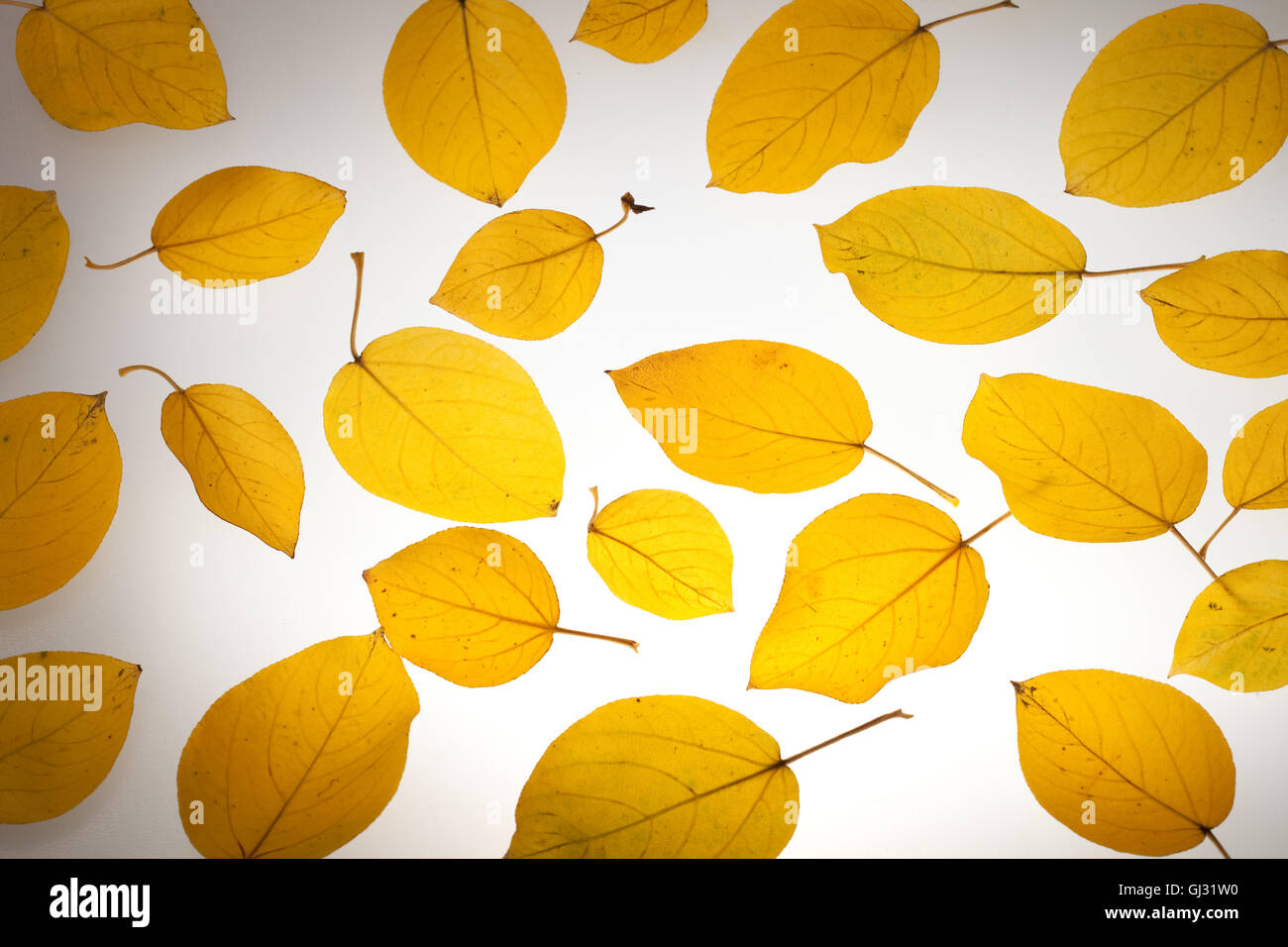 Yellow autumn leaves Stock Photo - Alamy