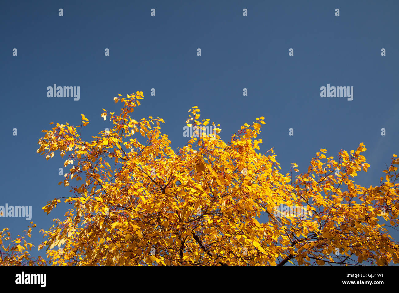 Color burst of autumn foliage Stock Photo - Alamy