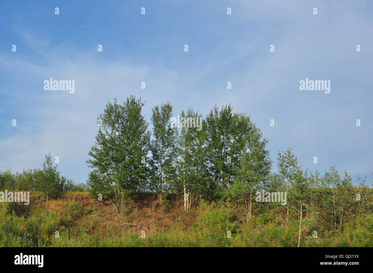 trees on river bank Stock Photo - Alamy
