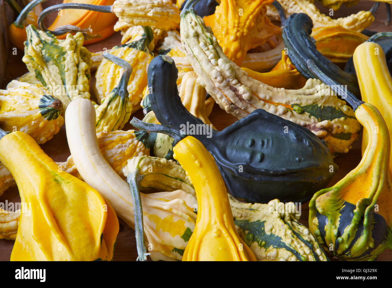 Crook Neck Pebble skin Squash Stock Photo - Alamy