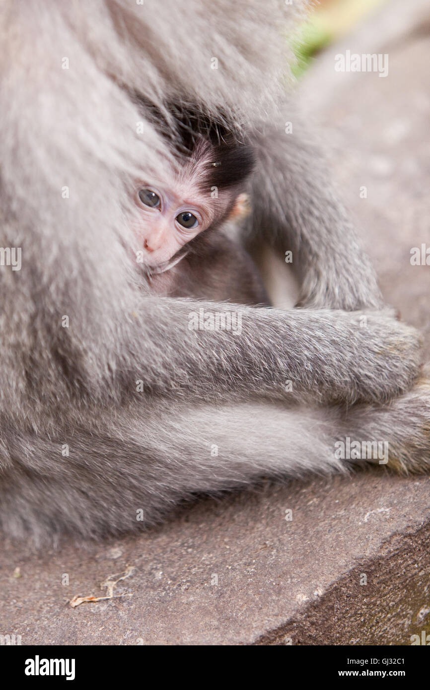 Save in mom's arms Stock Photo - Alamy