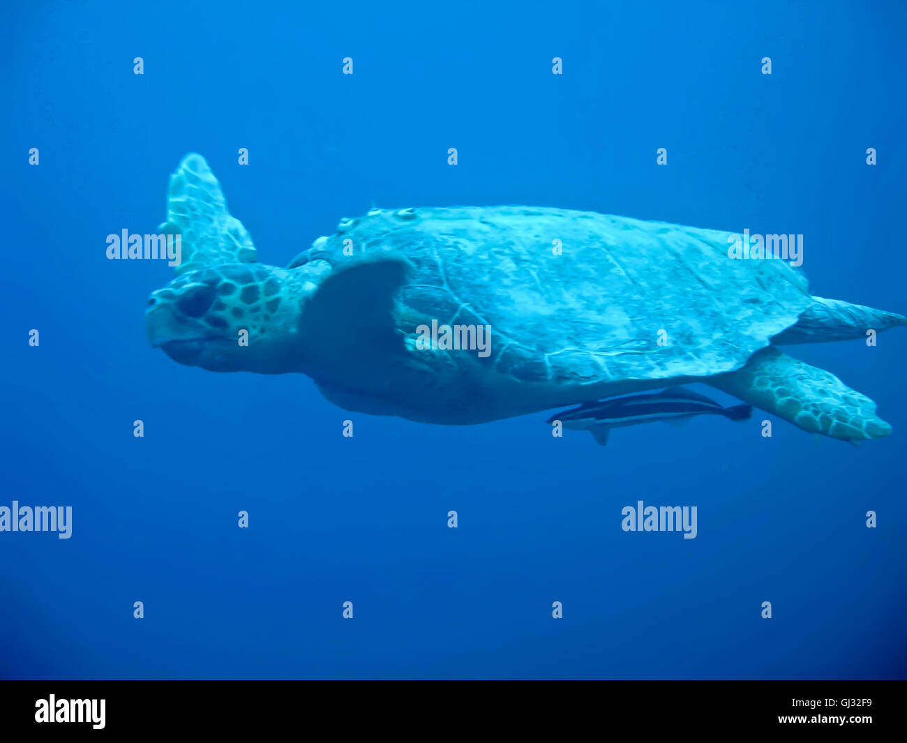 Underwater shot of Sea Turtle off the Galapagos Islands Stock Photo - Alamy