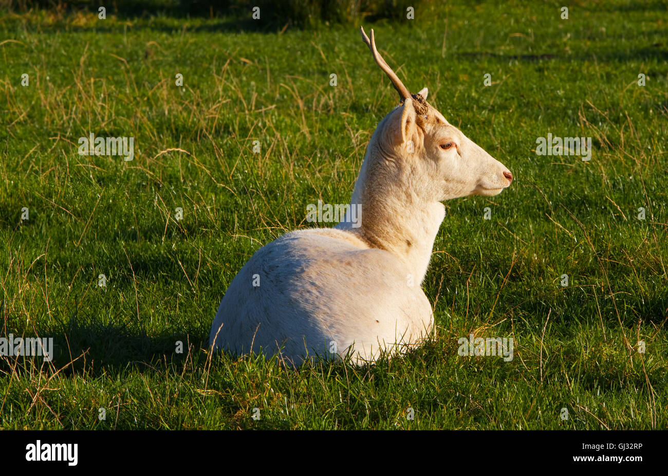 young elk grass field Stock Photo - Alamy